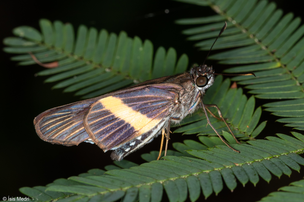 Zenis jebus jebus (Panamã Guaçu I) · iNaturalist