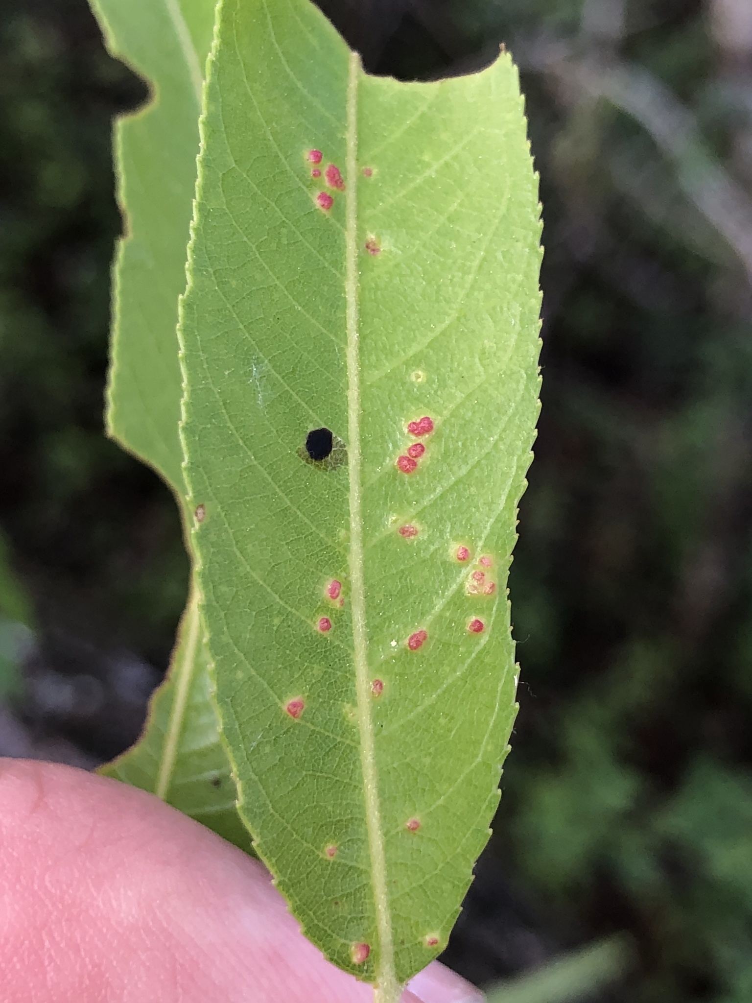 Aculus tetanothrix (Nalepa, 1889)