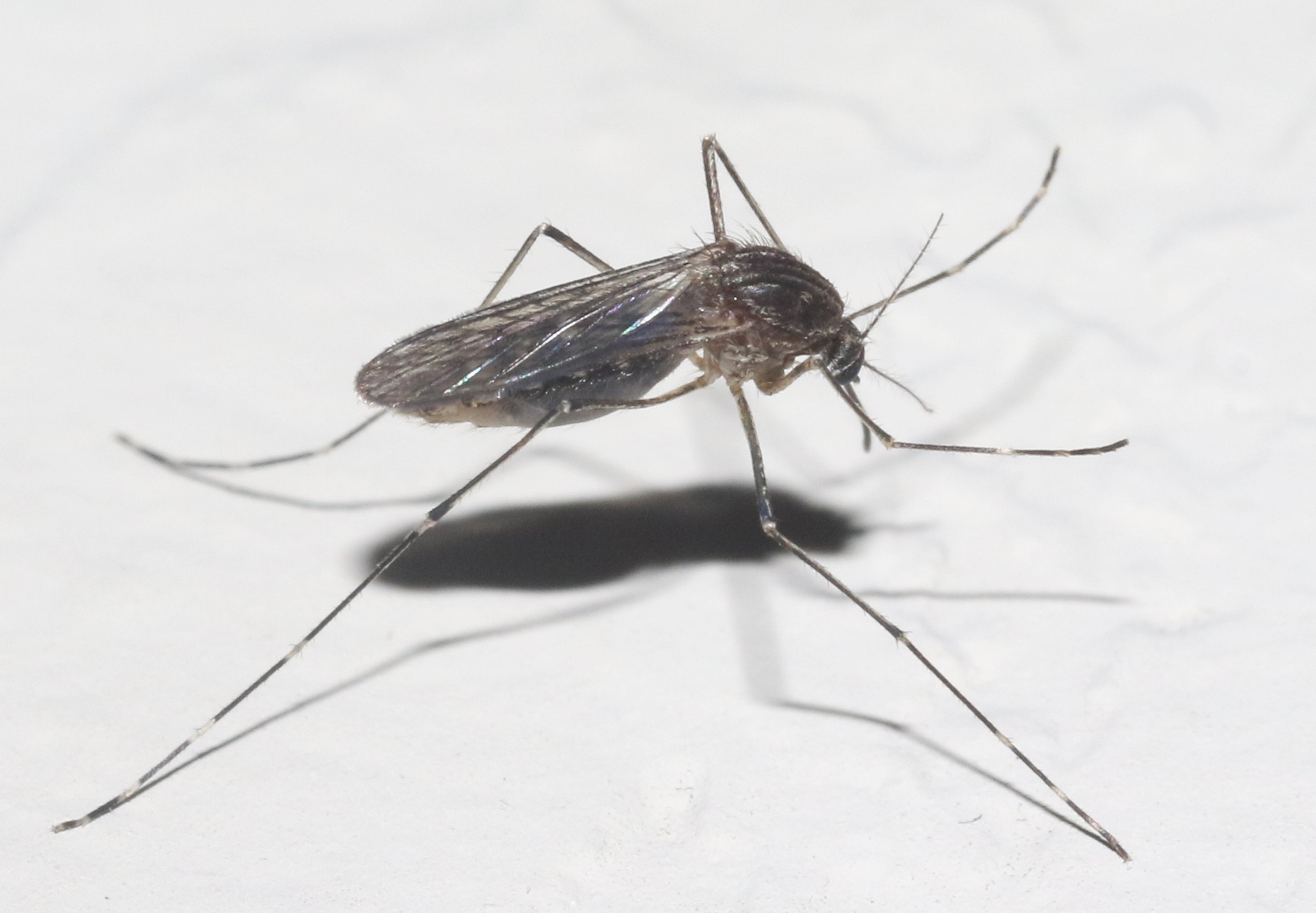 Culex tarsalis Coquillett, 1896