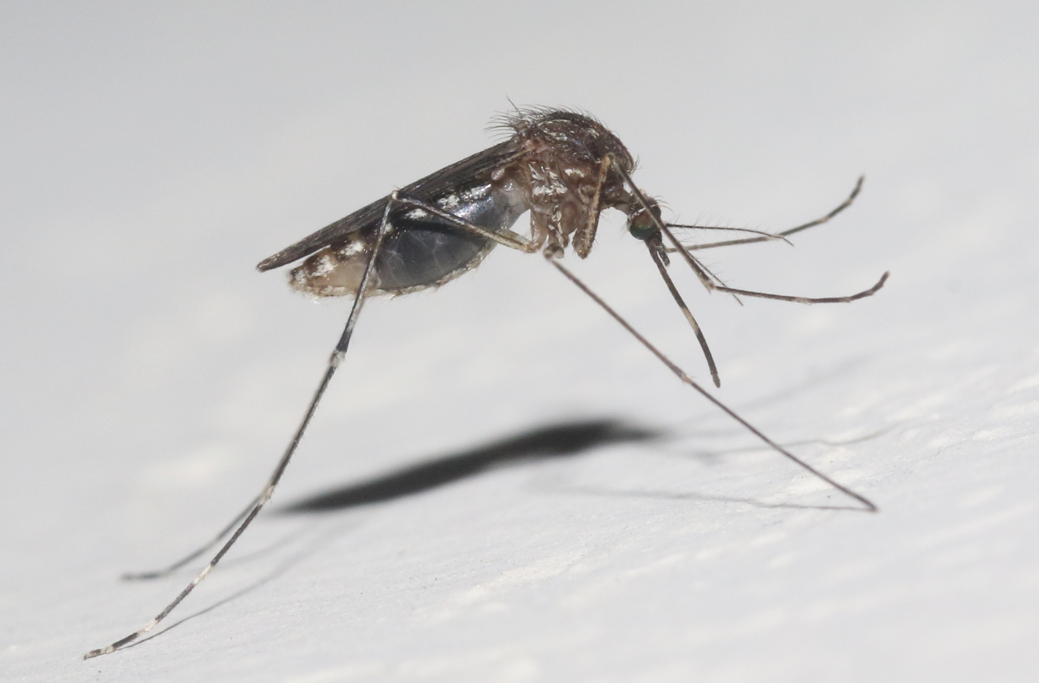 Culex tarsalis Coquillett, 1896