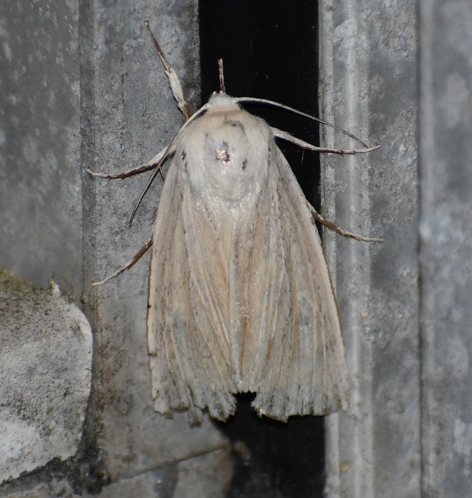 Marsh Dagger from Padre Island, Corpus Christi, TX, USA on March 01 ...
