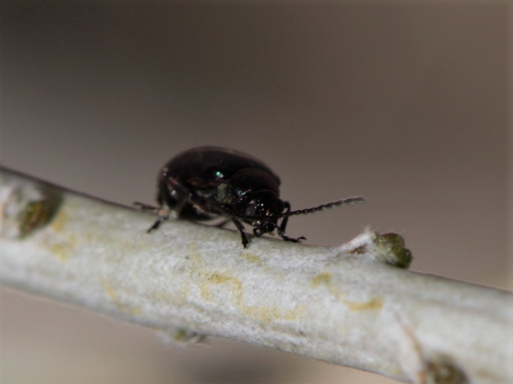 Rubber Rabbitbrush in March 2022 by Elliott Gordon. green leaf buds ...