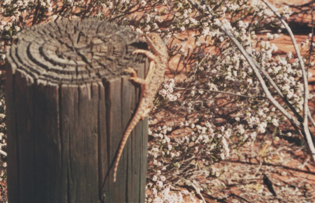 Central Netted Dragon from Petermann NT 0872, Australia on March 1 ...