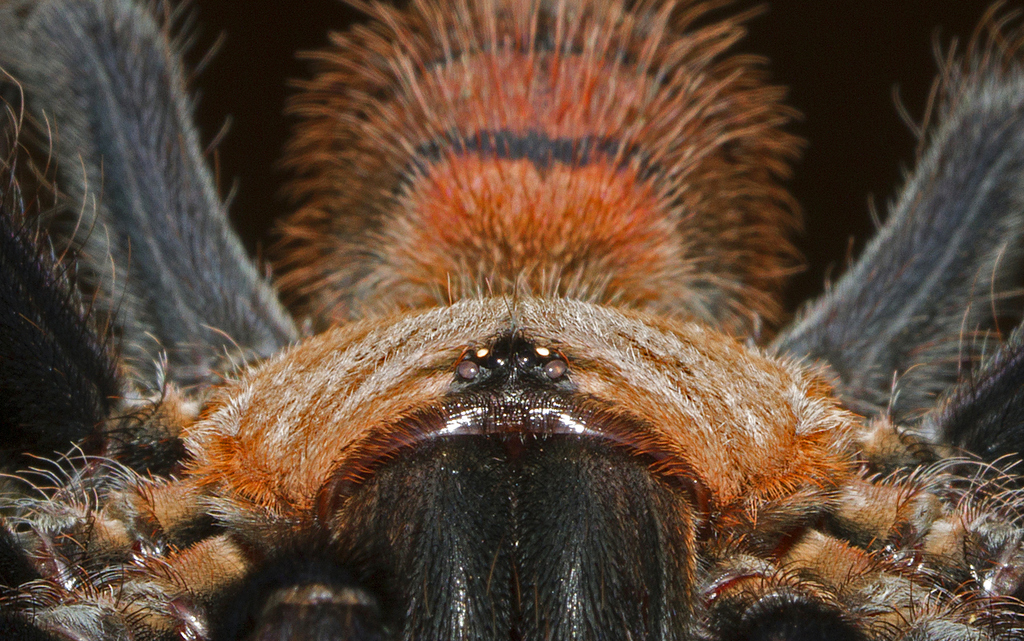 Indian Violet Tarantula from Bhagwan Mahavir, IN-GA-SG, IN-GA, IN on ...