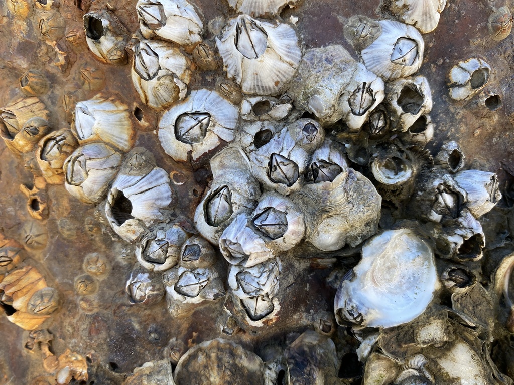 Amphibalanus subalbidus from Myrtle Island Rd, Bluffton, SC, US on ...