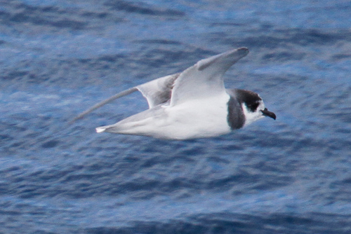 Blue Petrel (Halobaena caerulea) · iNaturalist United Kingdom
