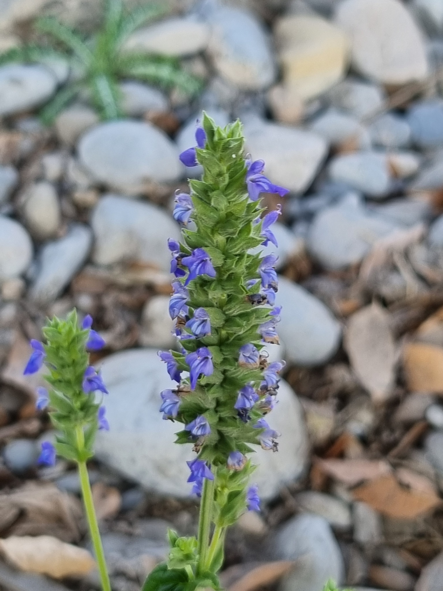 Salvia hispanica L.