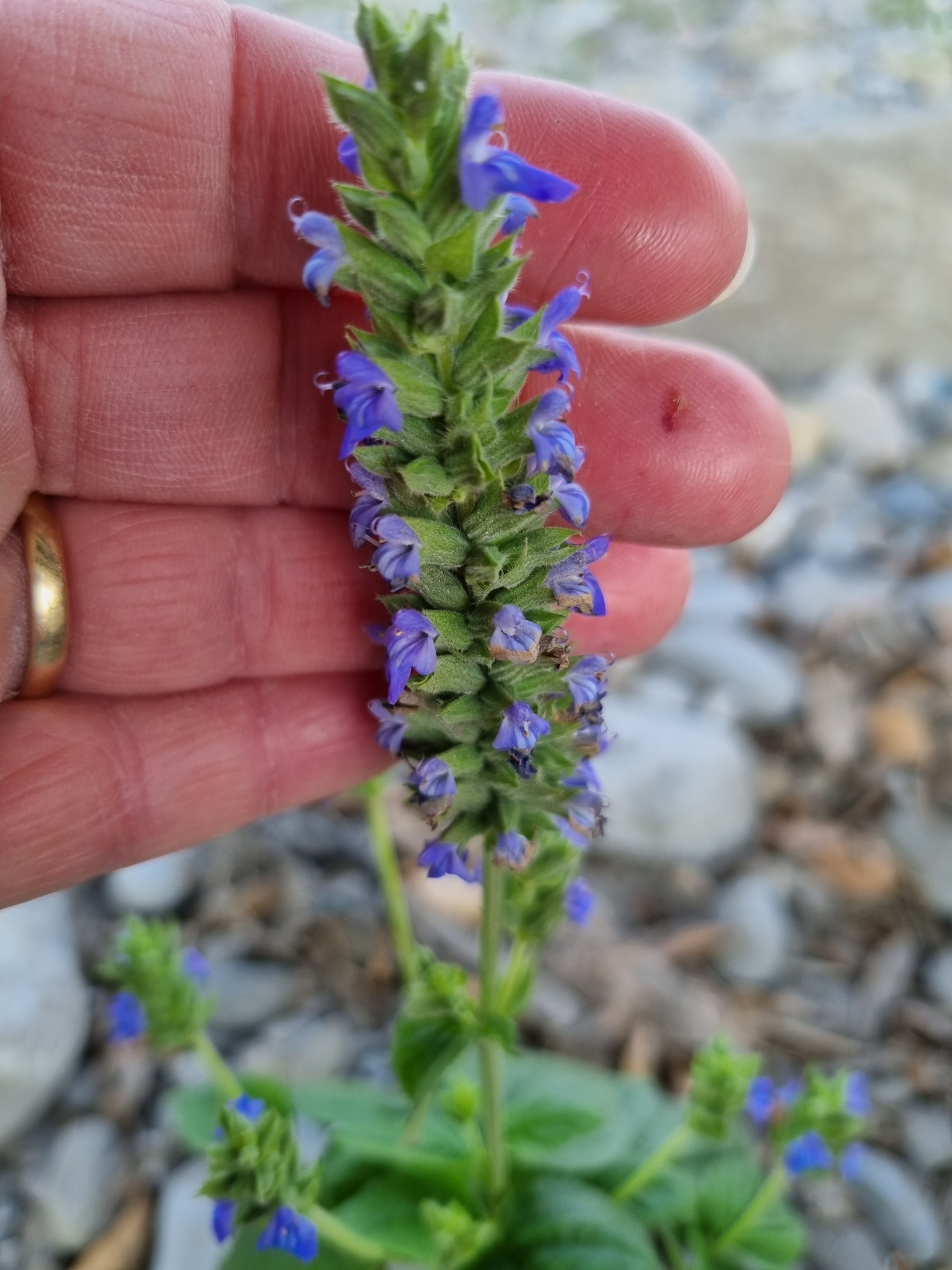 Salvia hispanica L.