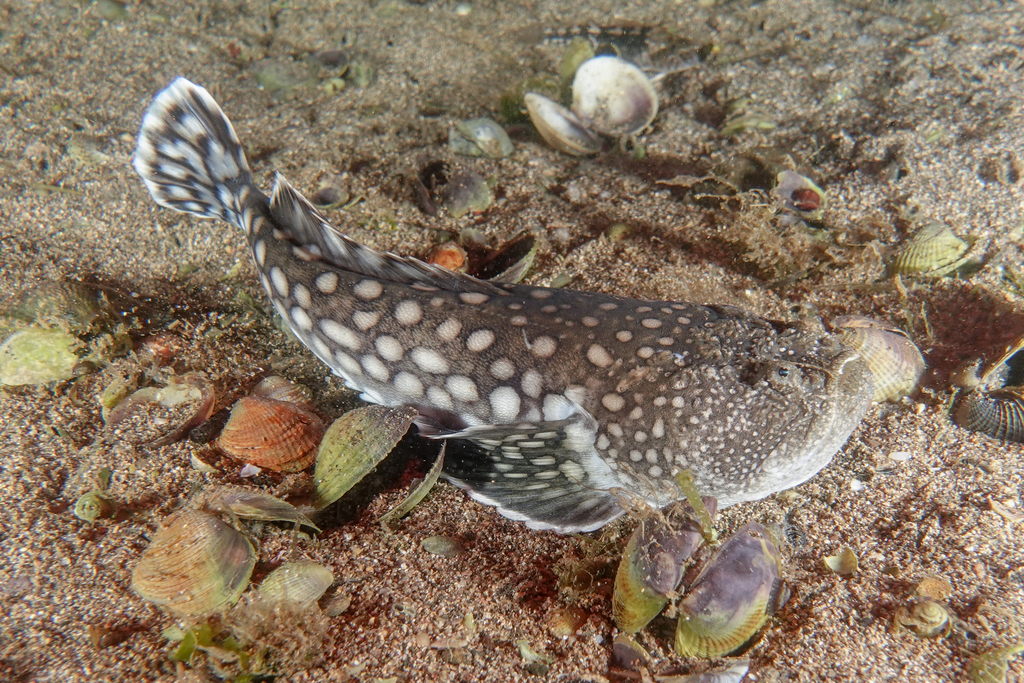 Wrasses and allies (Labriformes) - Marine Life Identification
