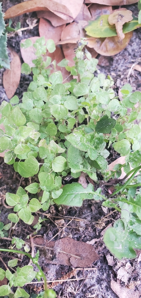 Florida Pellitory from Lakeside, FL, USA on March 2, 2022 at 06:16 PM ...