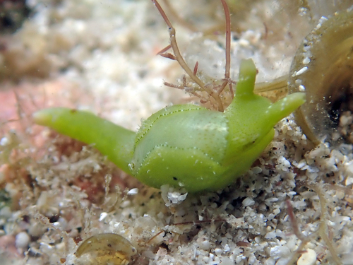 Oxynoe neridae · iNaturalist