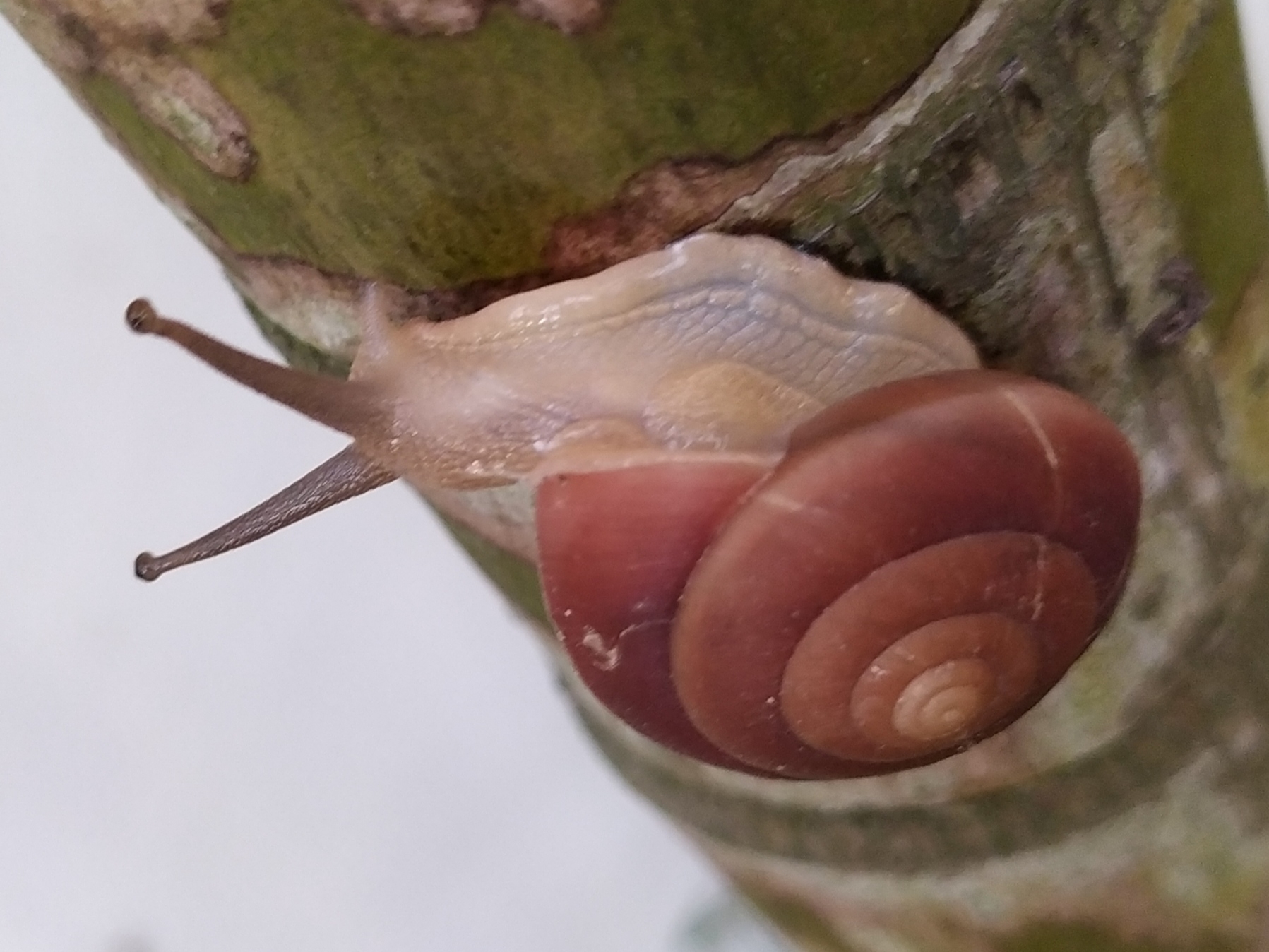 Quantula striata (J.E.Gray, 1834)