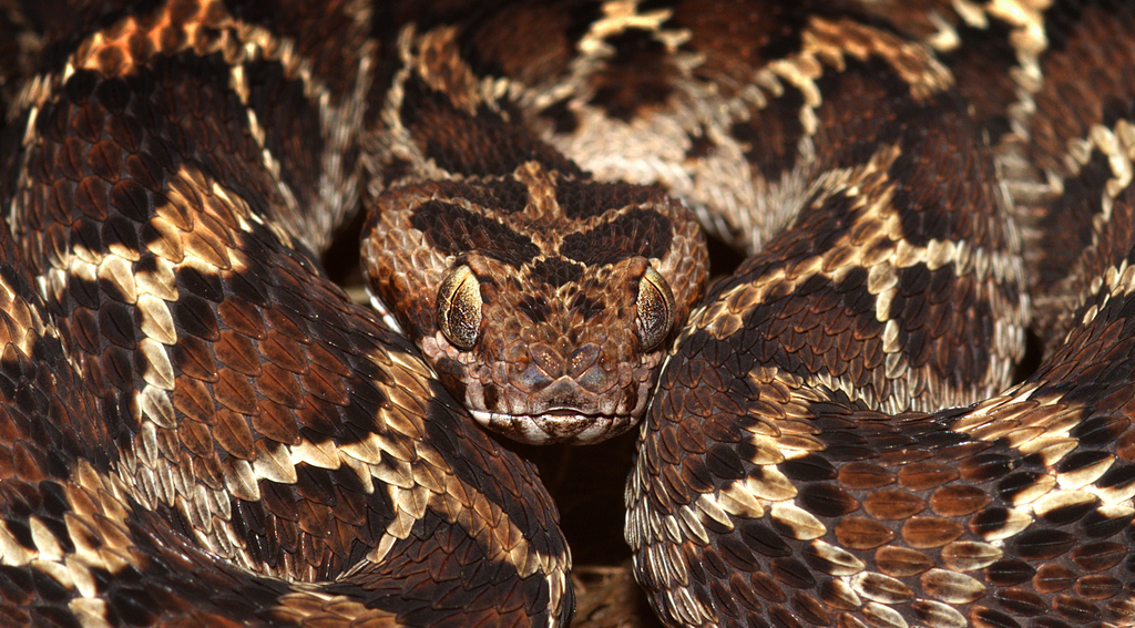 Saw-scaled Vipers (Echis) - Snakes and Lizards