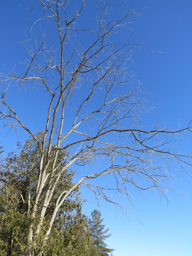 American elm from Ottawa, CA-ON, CA on February 24, 2022 at 03:04 PM by ...