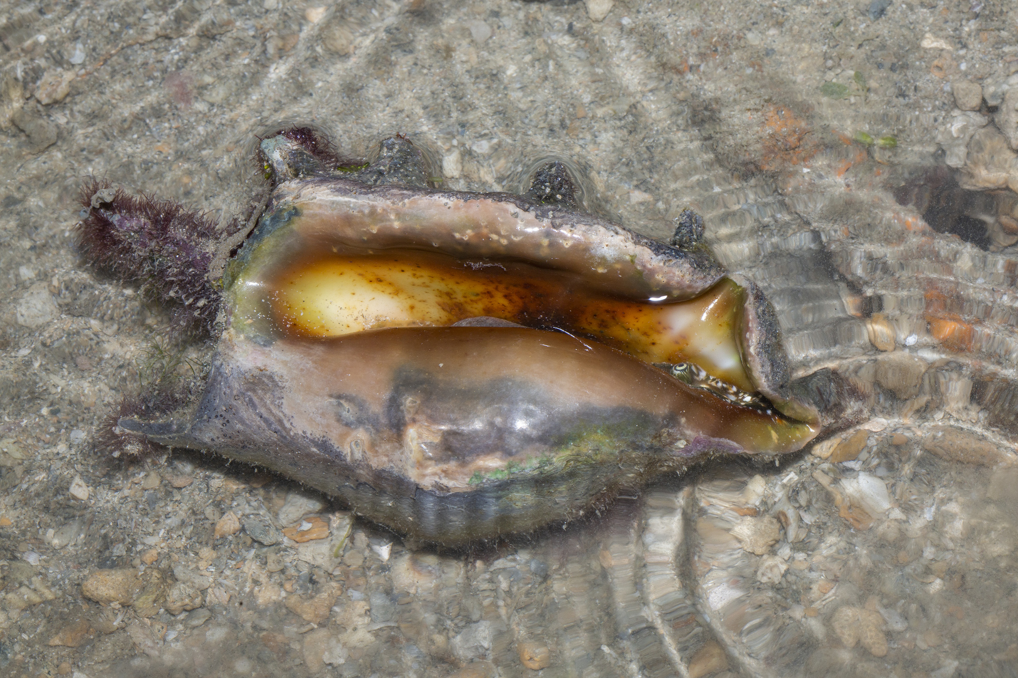 Lambis lambis (Linnaeus, 1758)