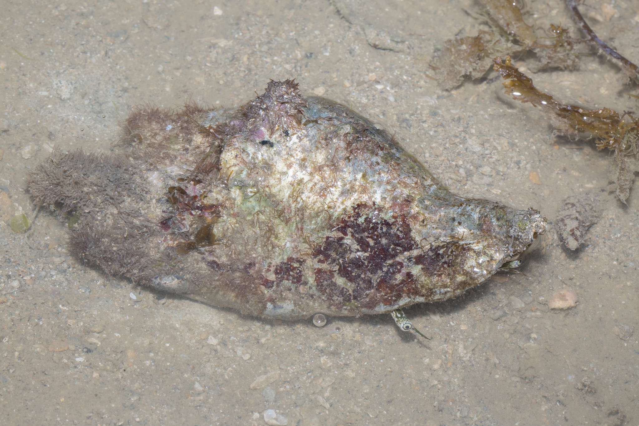 Lambis lambis (Linnaeus, 1758)