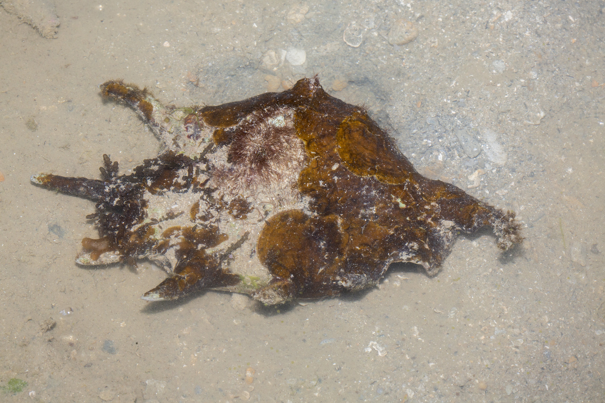 Lambis lambis (Linnaeus, 1758)