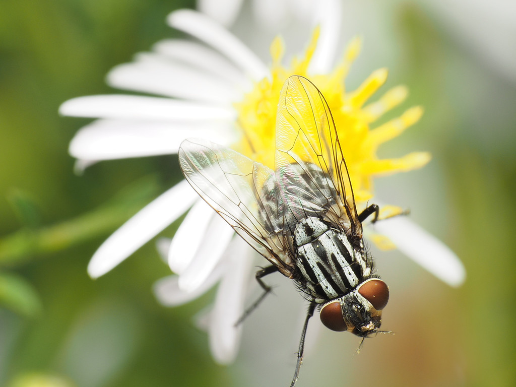 Graphomya from Montgomery, Maryland, United States on September 29 ...