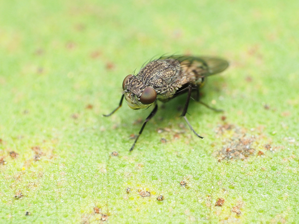 Paralimna punctipennis from Montgomery, Maryland, United States on ...