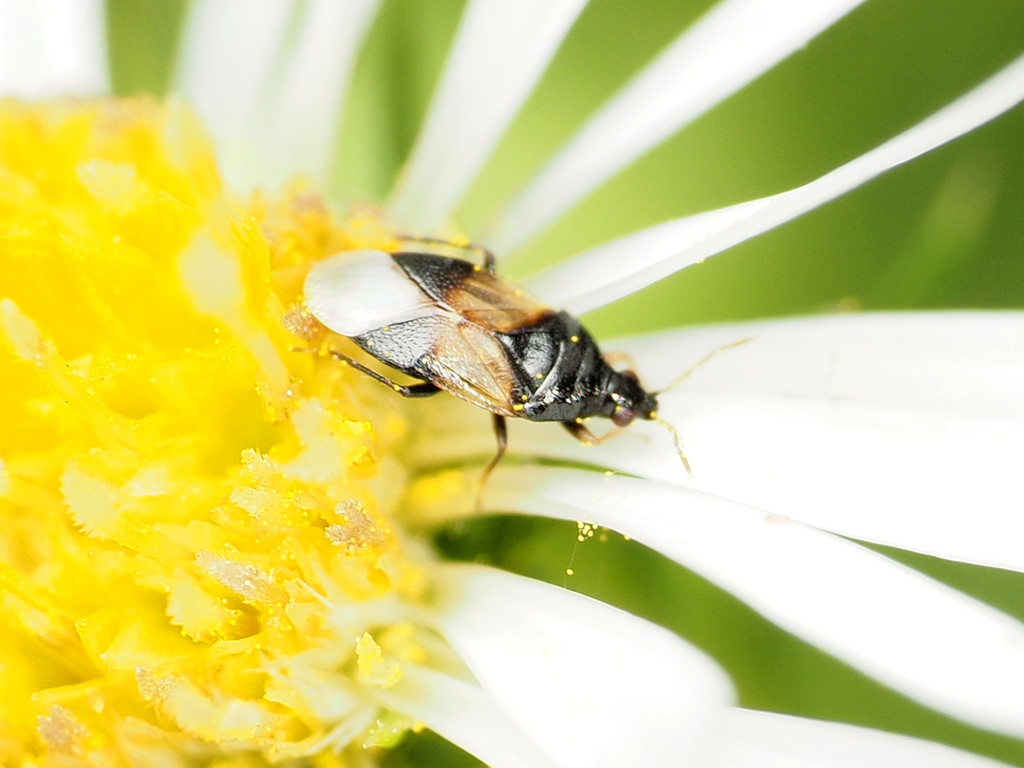 insidious flower bug from Montgomery, Maryland, United States on ...