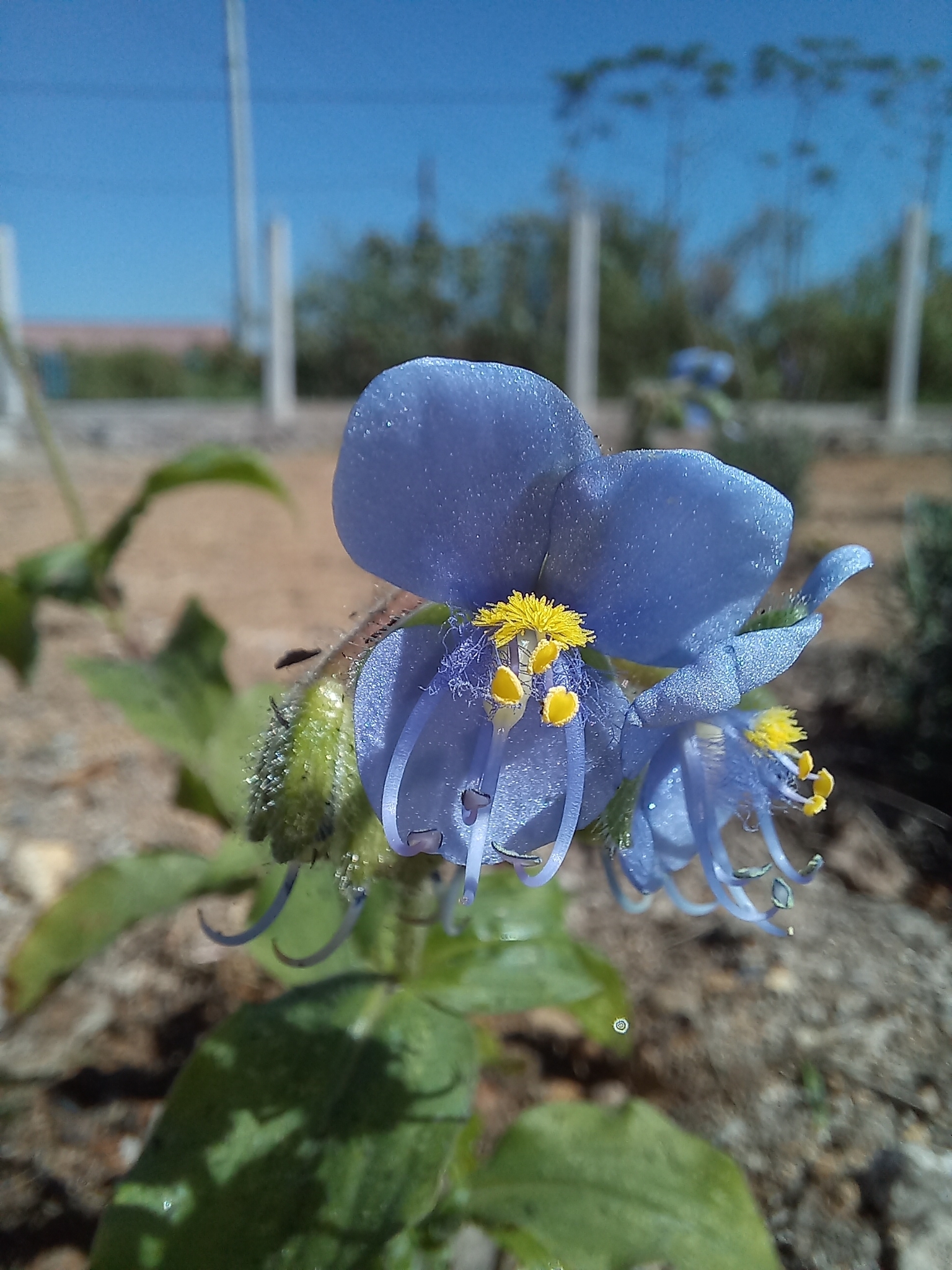 Tinantia erecta (Jacq.) Fenzl