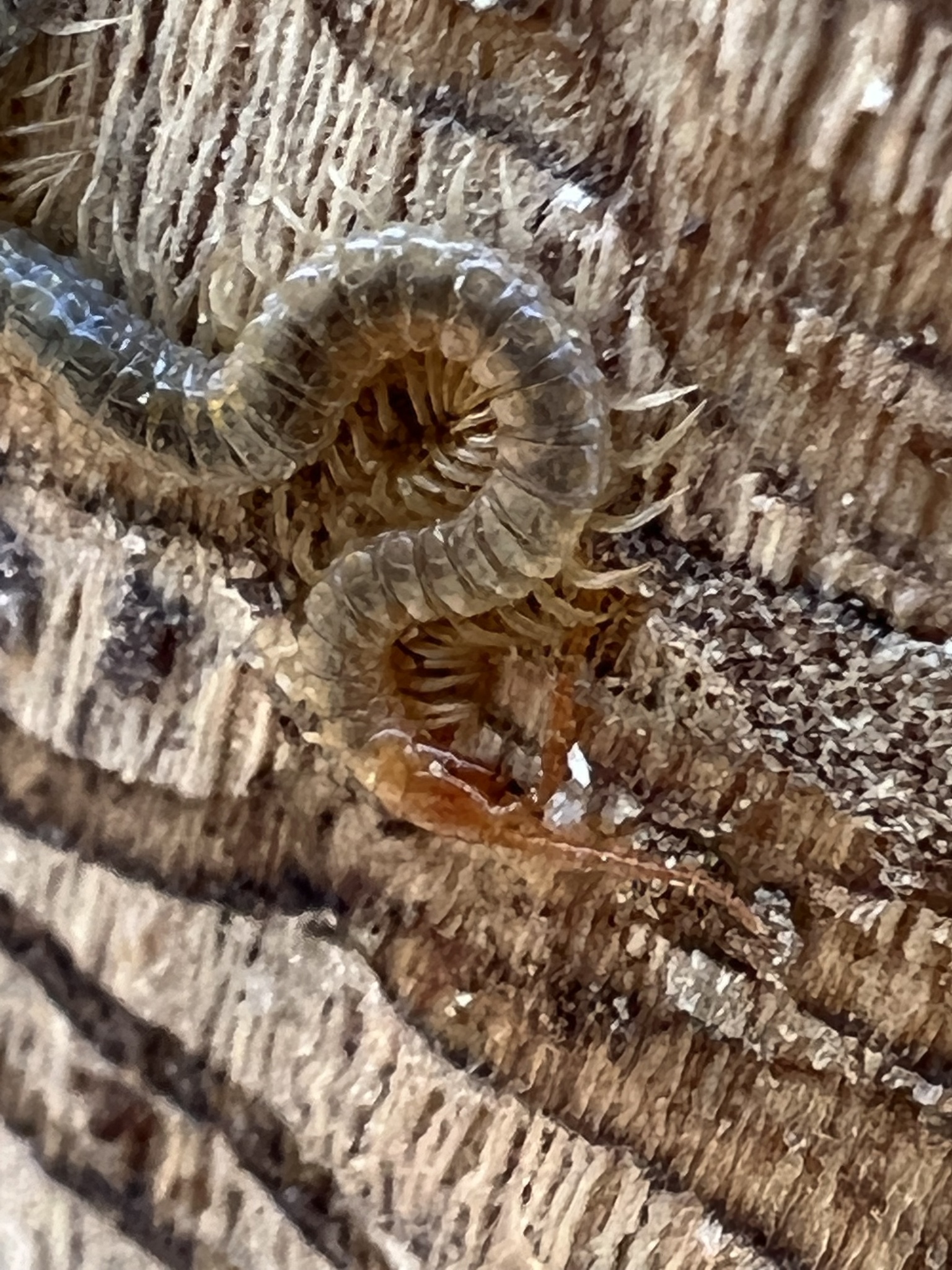 Geophilus vittatus Rafinesque, 1820