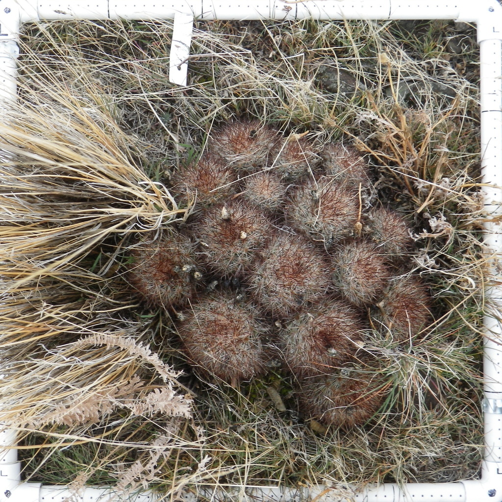 Columbia Plateau Cactus in November 2019 by Ron Bockelman. Phenology ...