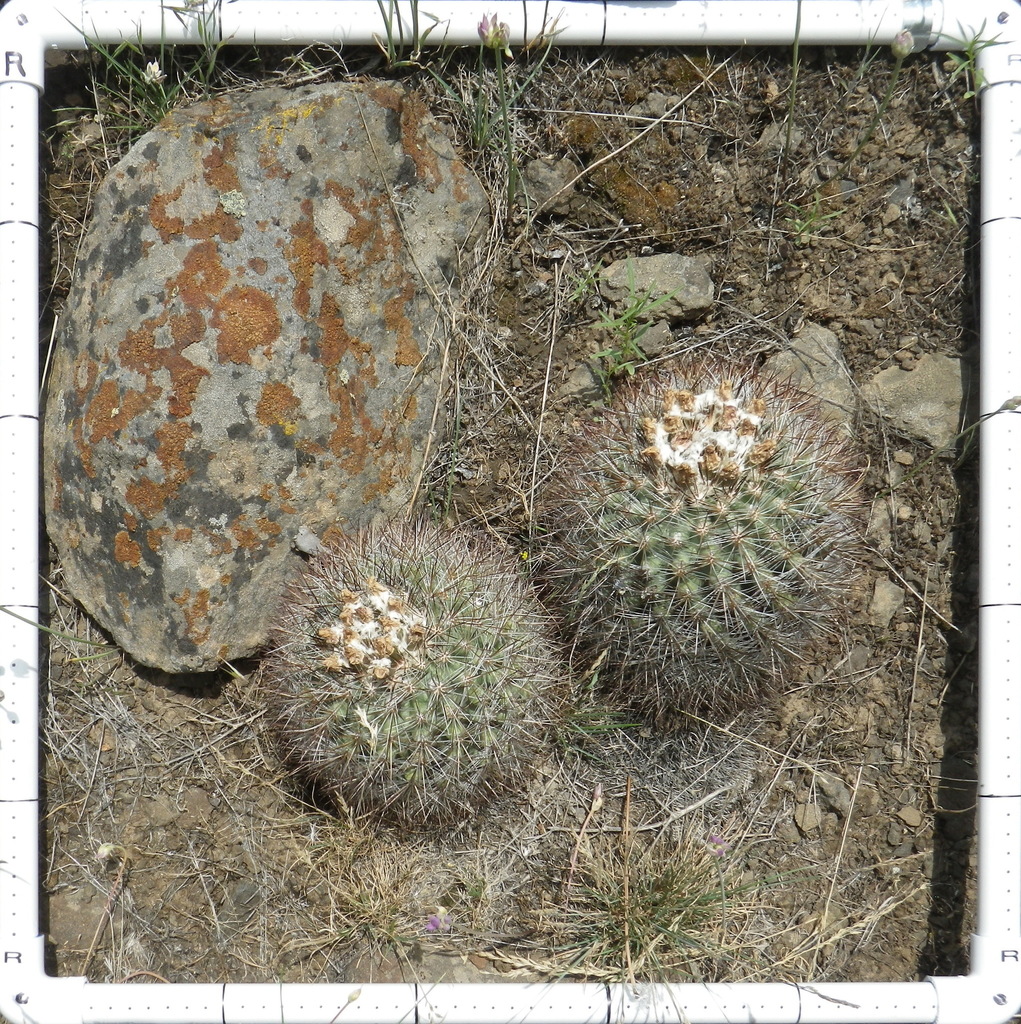 Columbia Plateau Cactus in May 2019 by Ron Bockelman. Phenology study ...