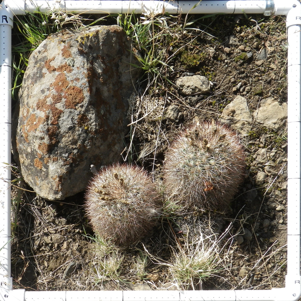 Columbia Plateau Cactus in October 2019 by Ron Bockelman. Phenology ...