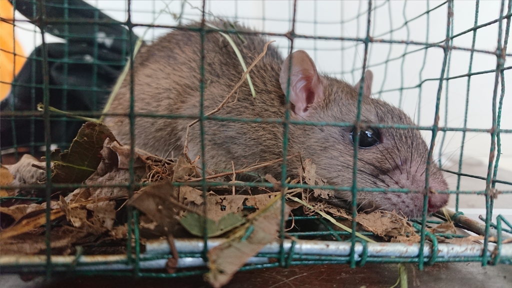 Brown Rat from CPWH+JGC, Babakan, Kec. Dramaga, Kabupaten Bogor, Jawa ...