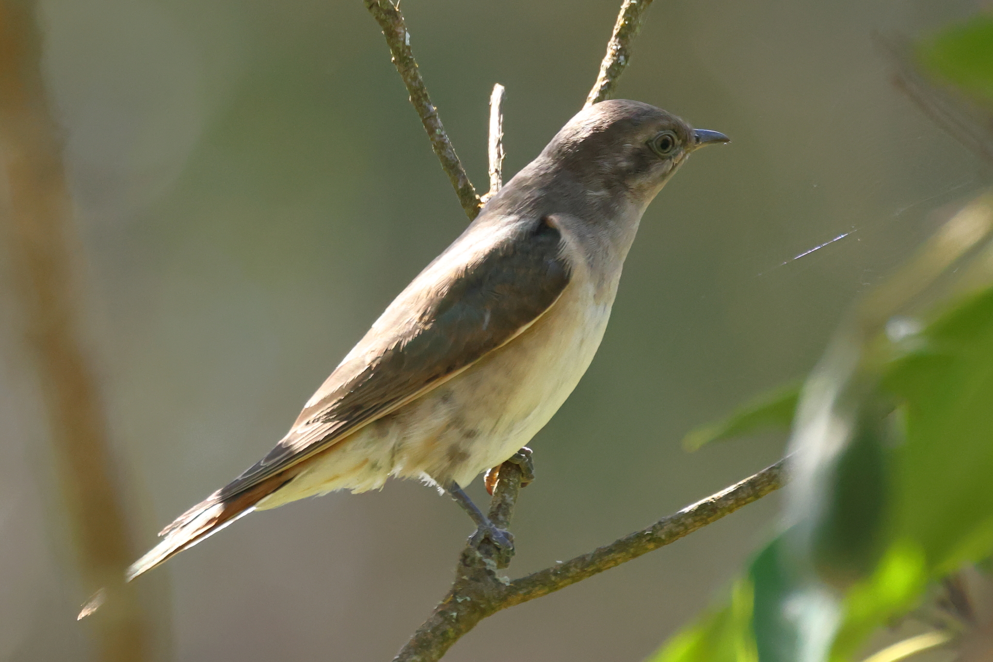 Chrysococcyx basalis (Horsfield, 1821)