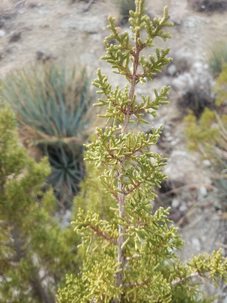 California juniper from Antelope Valley on December 20, 2021 at 12:44 ...