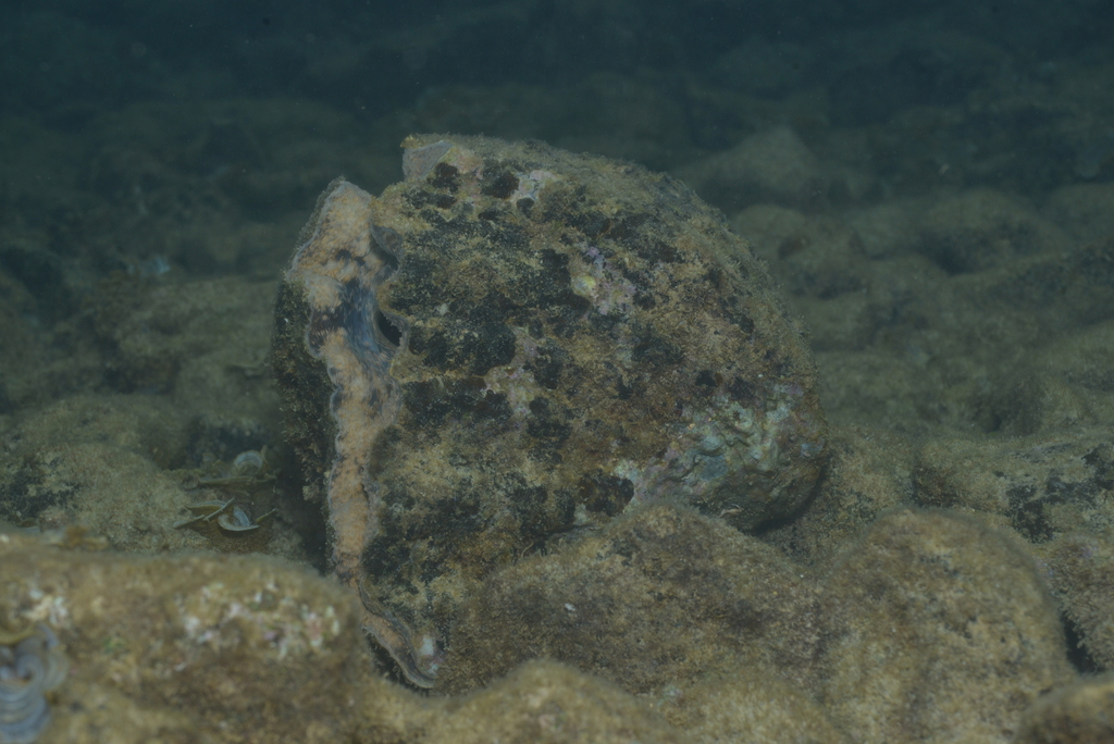 Hippopus in February 2022 by Pierre-Louis Stenger · iNaturalist