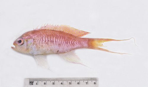 Longfin Threadtail Anthias (Tosana longipinnis) · iNaturalist