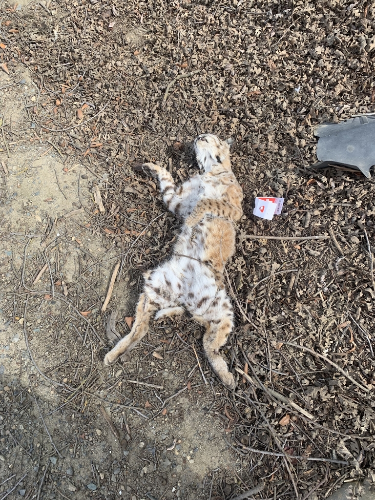 Bobcat in March 2022 by Jenna. Roadkill DOA · iNaturalist