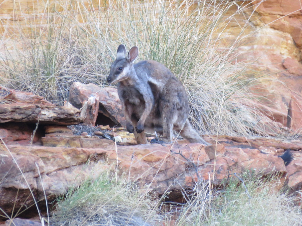 Black-flanked Rock-wallaby in December 2017 by Josh Magro · iNaturalist