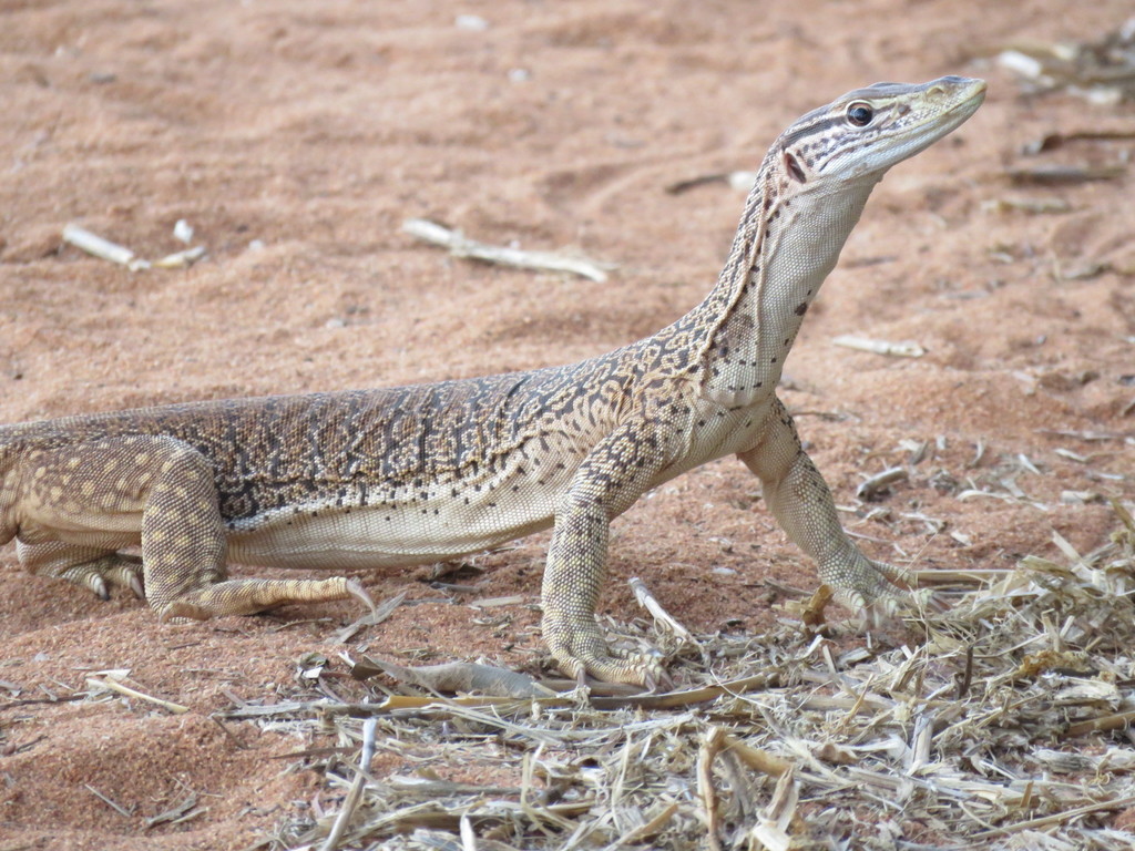 Sand Goanna from Connellan NT 0873, Australia on December 14, 2017 at ...