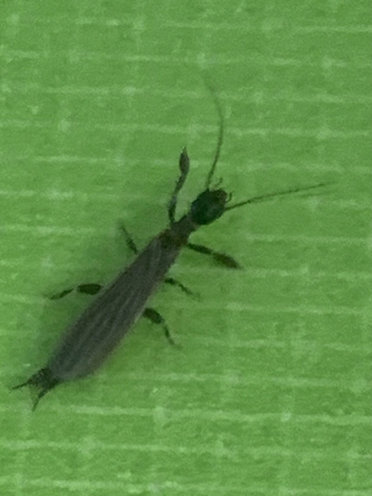 Embioptera