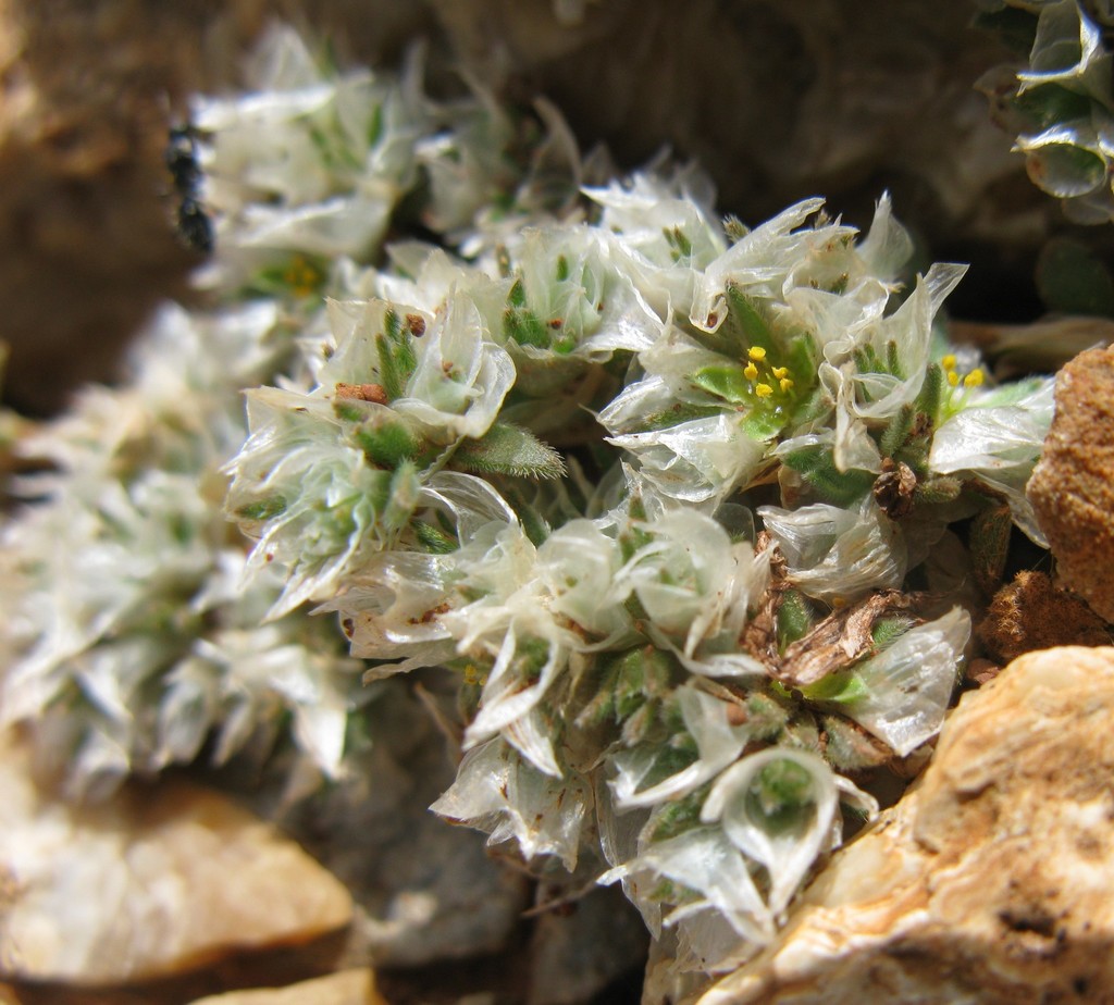 Large-flowered Nailwort (Paronychia macrosepala) - Botanical Realm