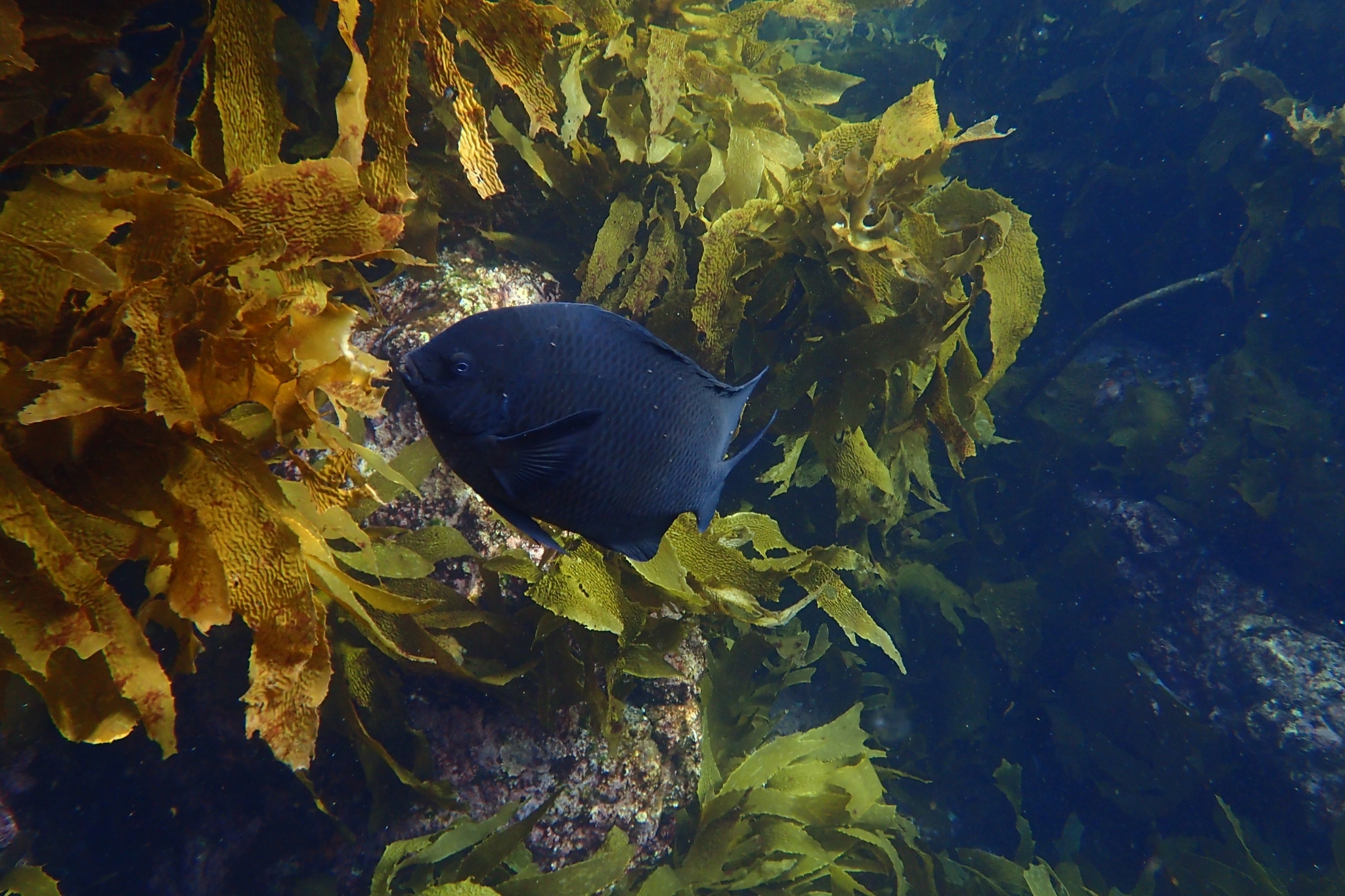 Parma alboscapularis Allen & Hoese, 1975