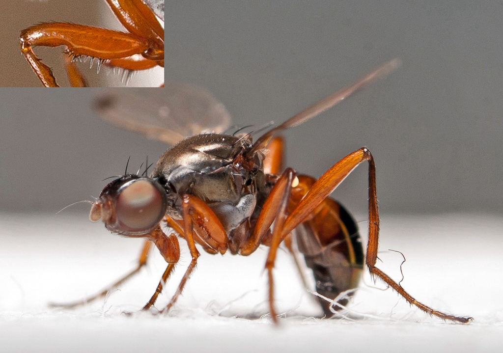 Sepsis (Diptera (flies) of the Chagos Archipelago) · iNaturalist