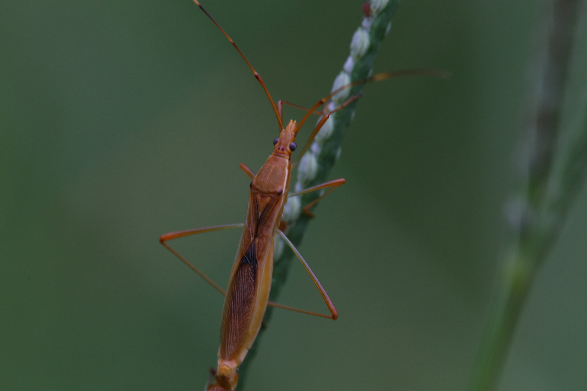 Leptocorisa acuta (Thunberg, 1783)