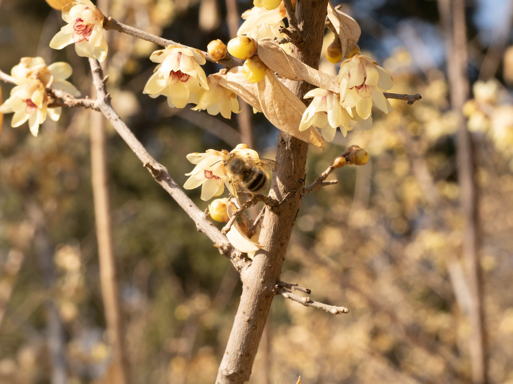 Anthophora melanognatha from 中国北京市海淀区 on March 2, 2022 at 02:17 PM by ...