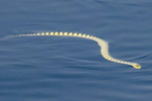 Annulated Sea Snake from AG4 on March 3, 2022 at 01:15 PM by Lawrence ...