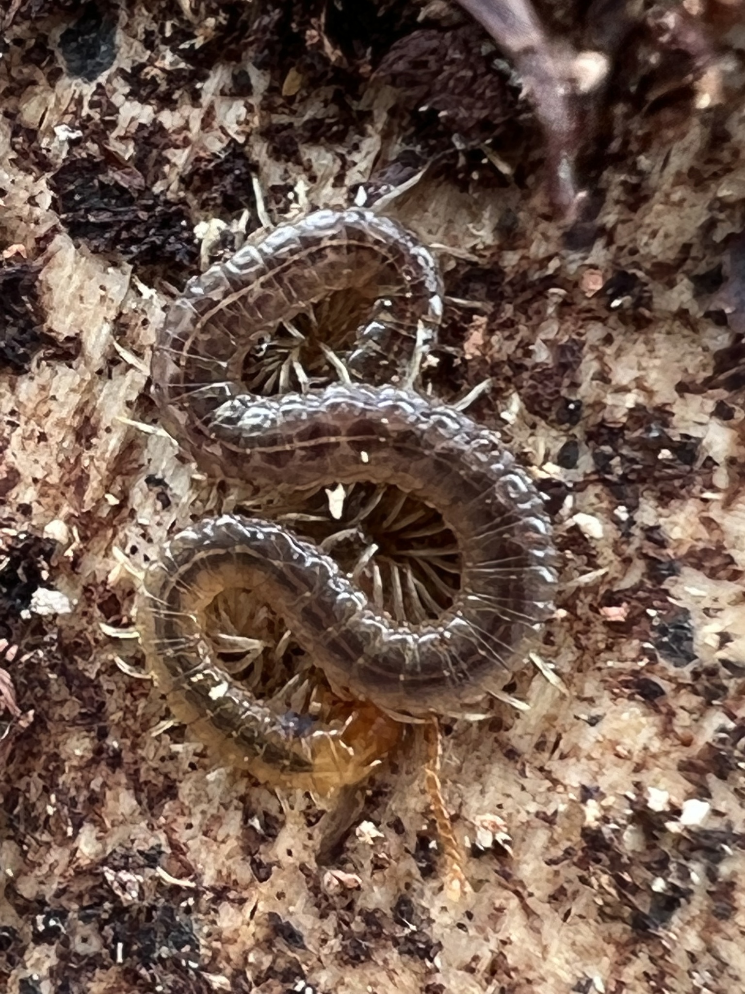 Geophilus vittatus Rafinesque, 1820