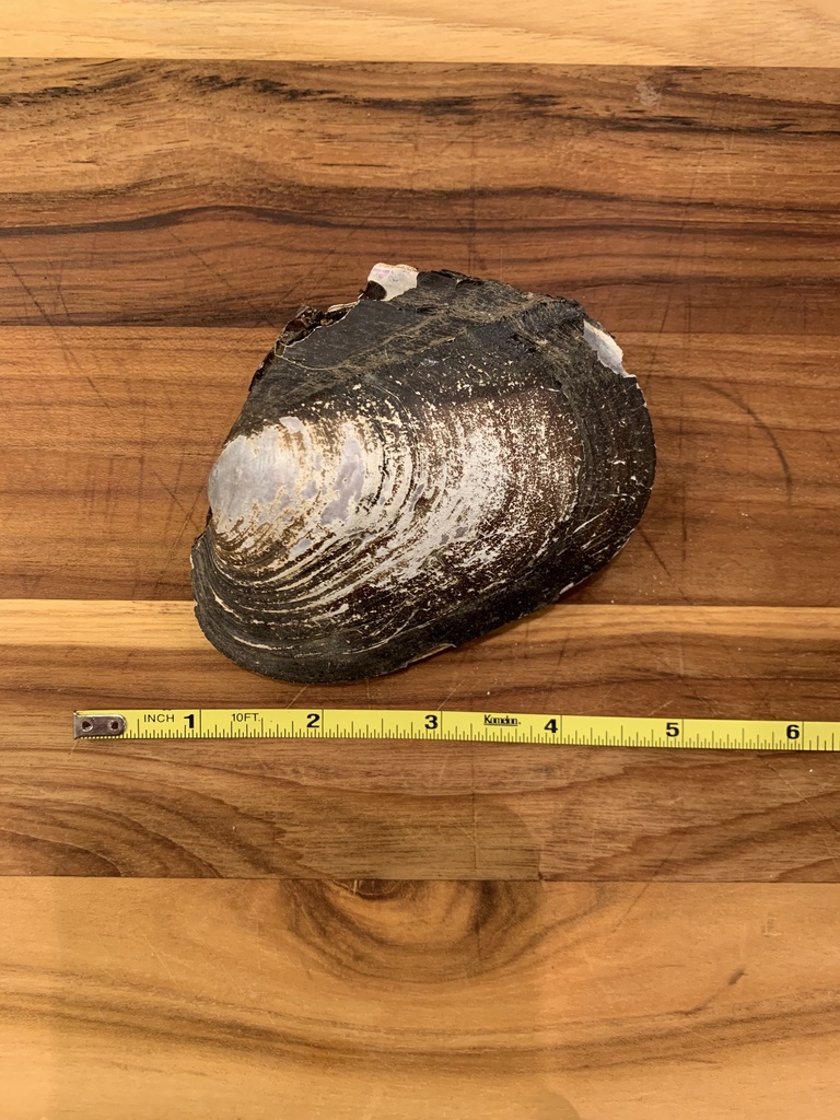 Pink Heelsplitter from Columbia, MO, US on March 2, 2022 at 07:17 PM by ...