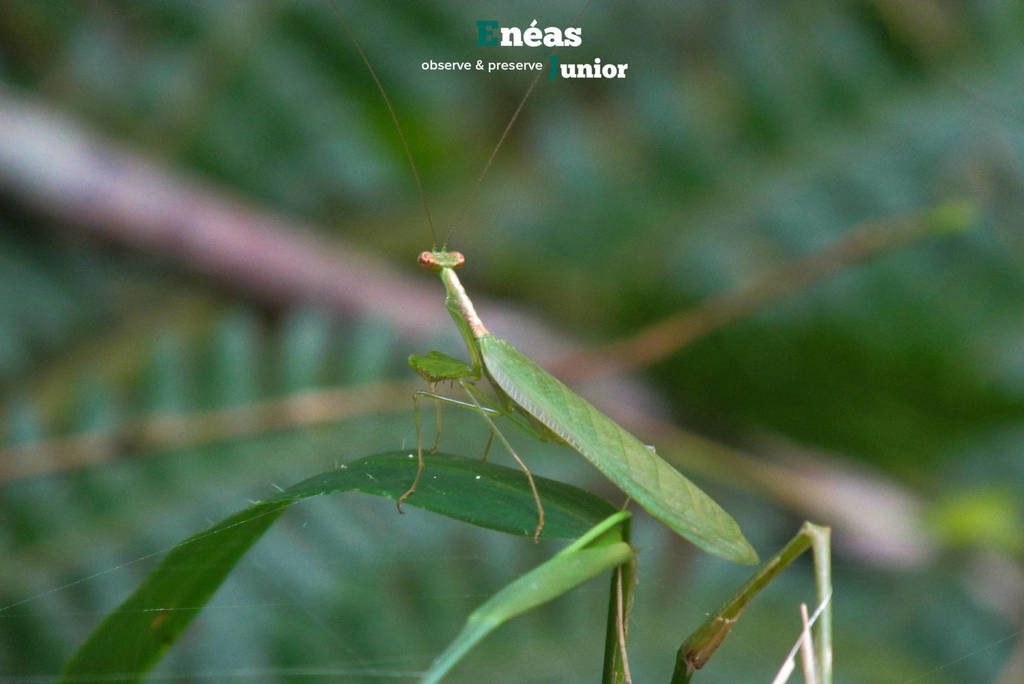 Thespid Mantises from Salesópolis, SP, 08970-000, Brasil on March 01 ...