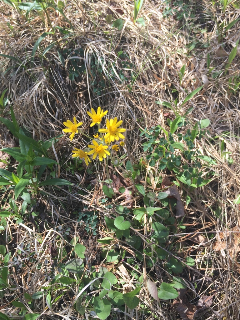serpentine ragwort (Packera serpenticola) - Botanical Realm