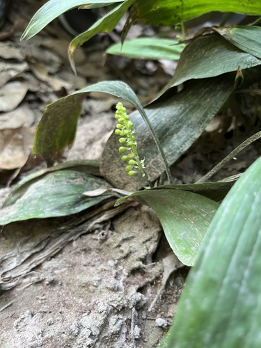 Subspecies Peliosanthes teta teta · iNaturalist United Kingdom
