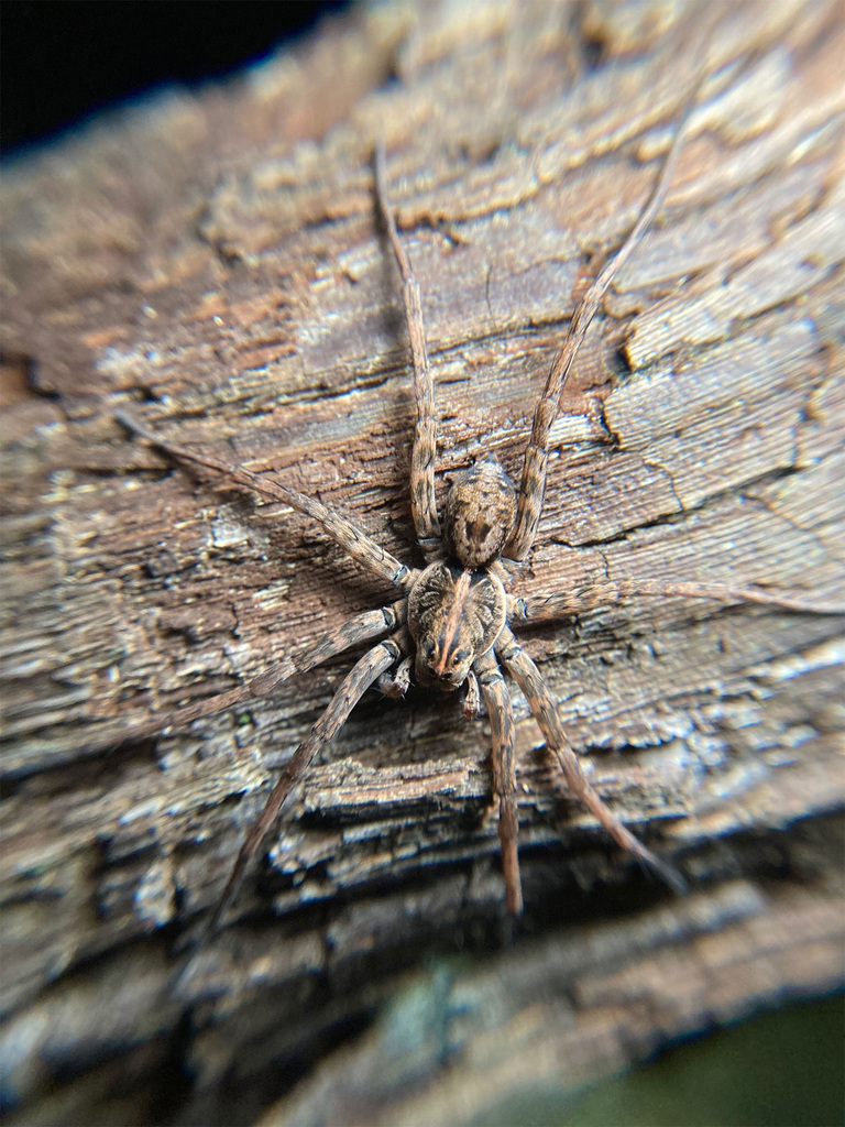 Georgia Wolf Spider from James City County, VA, USA on August 24, 2021 ...